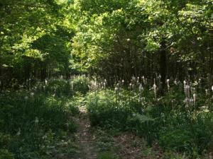 Forêt - Mairie du Poinçonnet